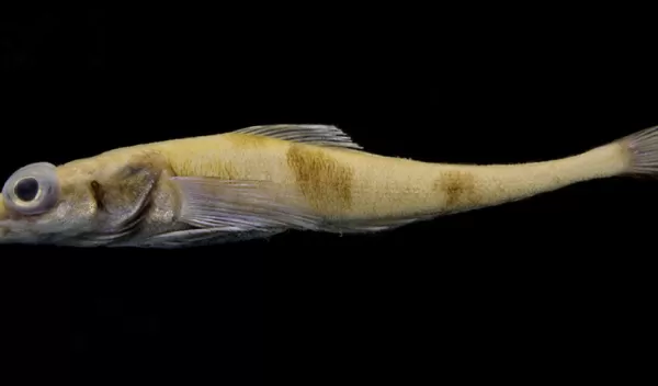 New Antarctic Dragonfish Species Discovered | NSF - National Science Foundation